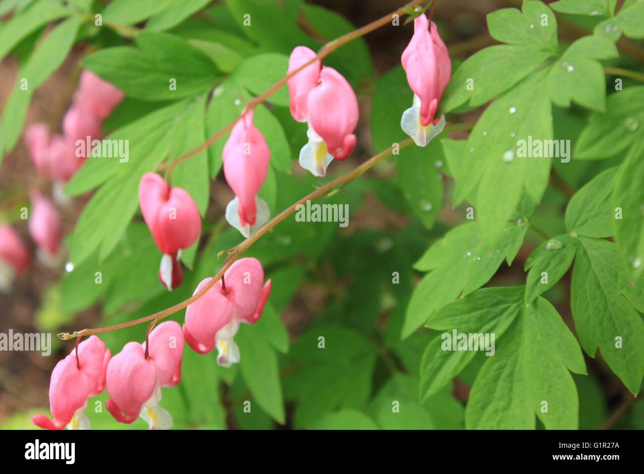 Bleeding hearts hi-res stock photography and images - Alamy