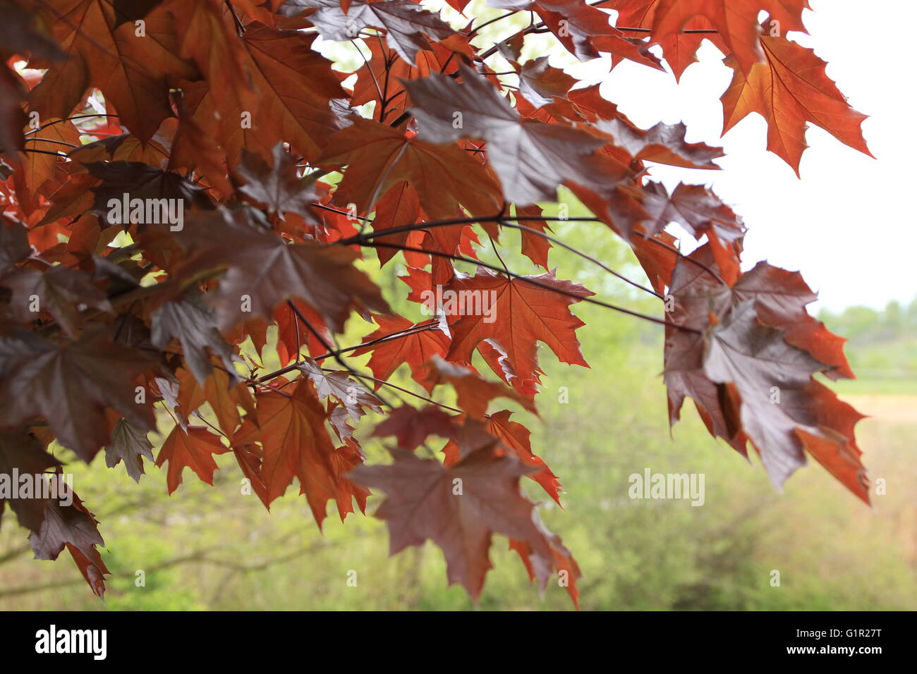 Maple tree nature hi-res stock photography and images - Alamy