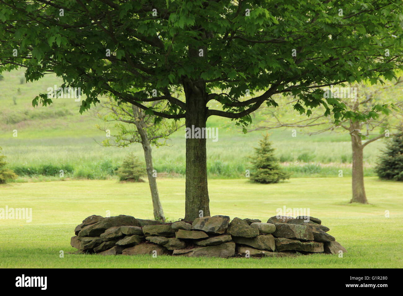 Stonewall around a tree Stock Photo - Alamy
