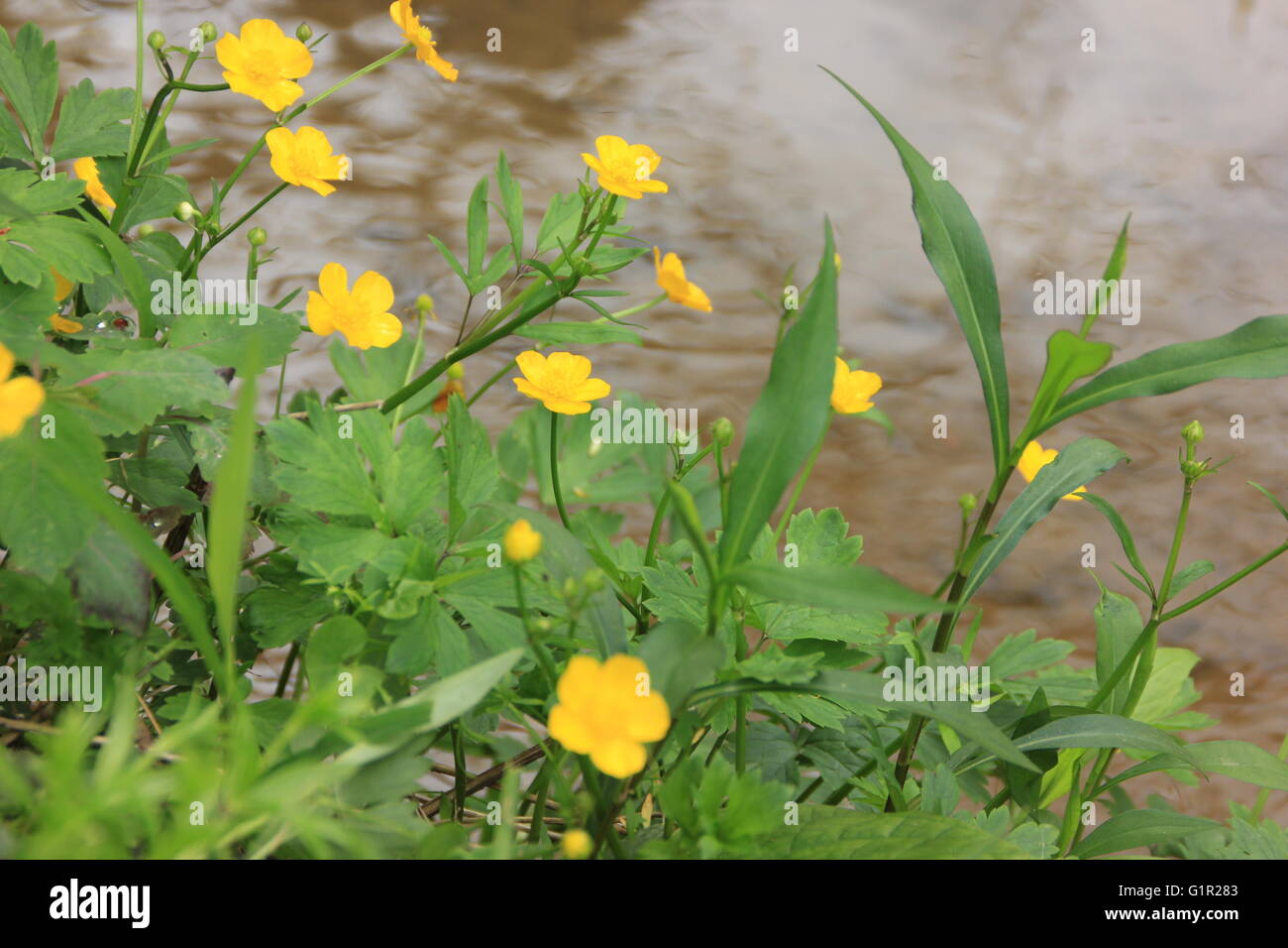 Yellow flowers by a creek Stock Photo - Alamy