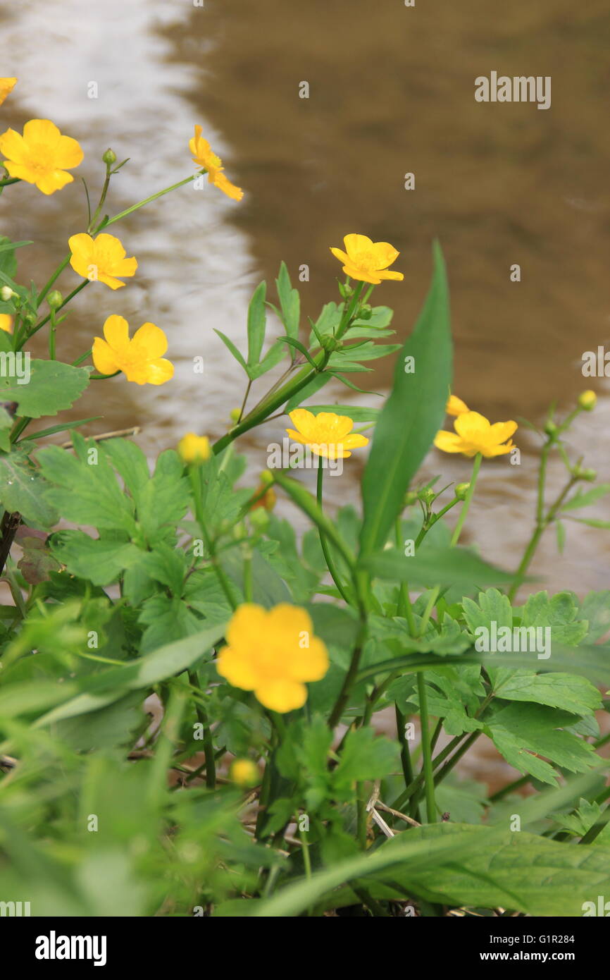Spring at the creek hi-res stock photography and images - Alamy