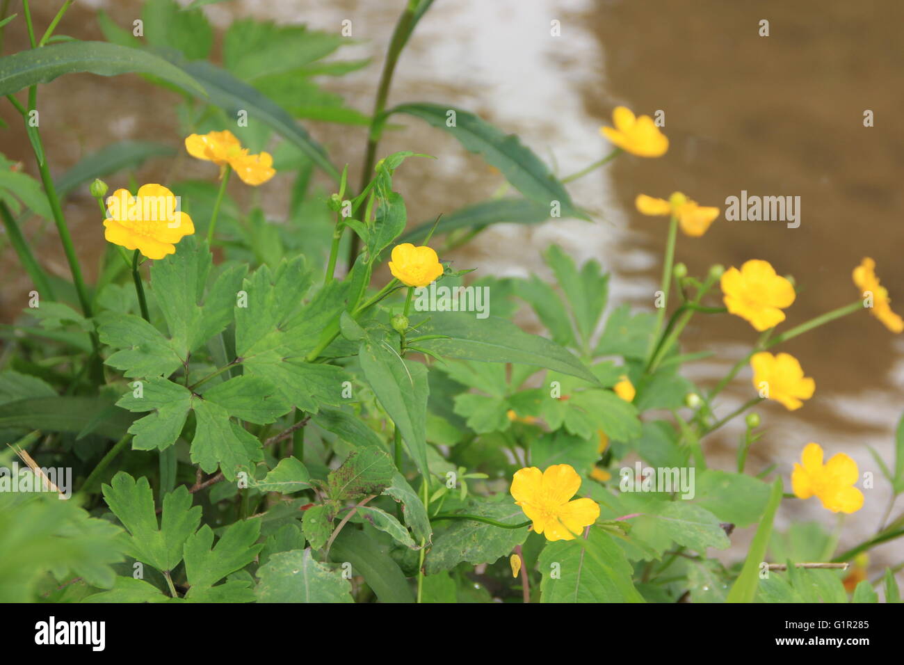 Yellow spring flowers beside a creek Stock Photo - Alamy