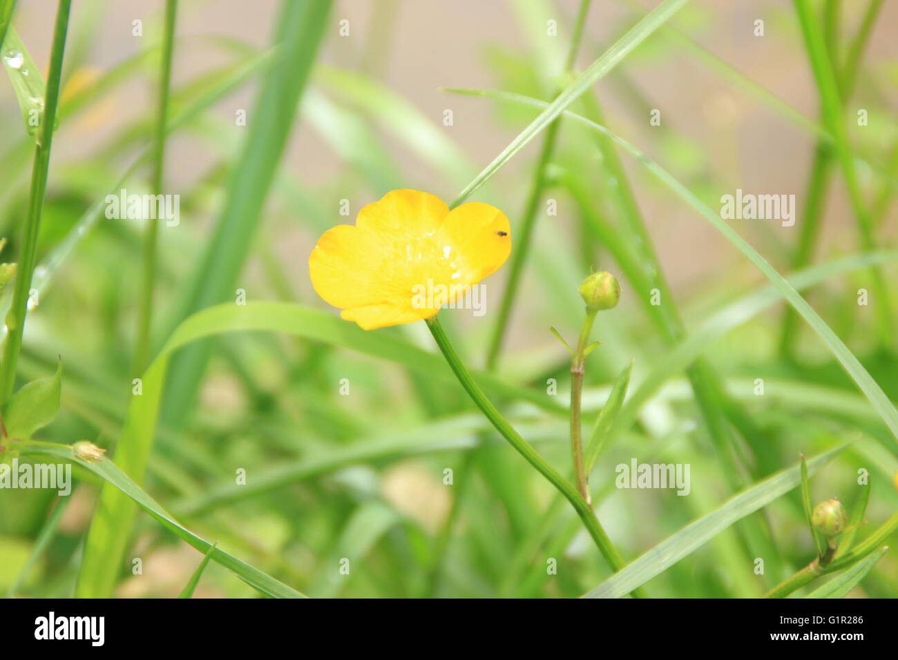 Spring rain hi-res stock photography and images - Alamy
