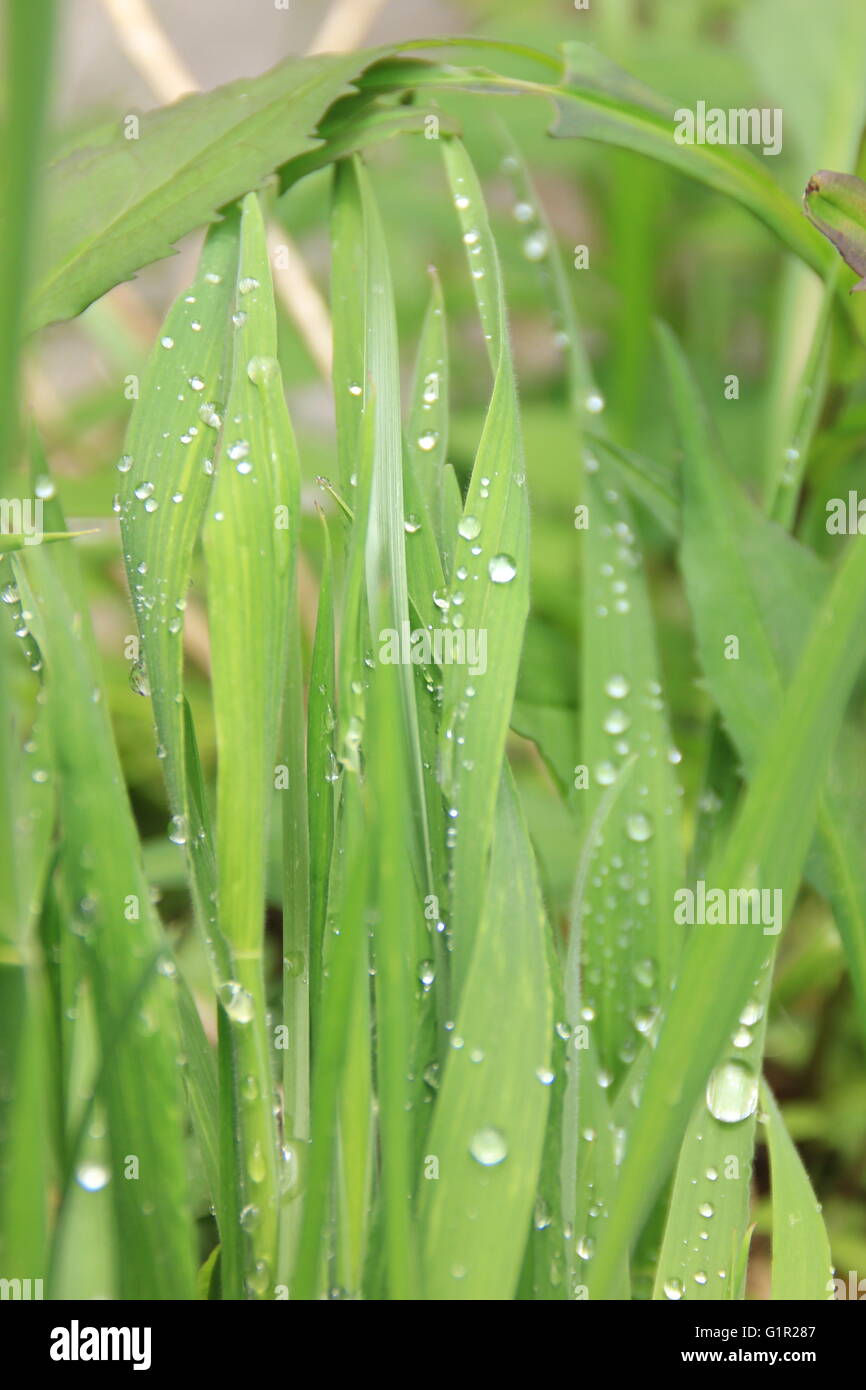 Spring rain hi-res stock photography and images - Alamy