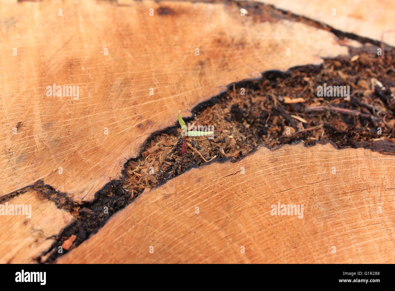 Emerging sprout on a cut tree stump Stock Photo - Alamy