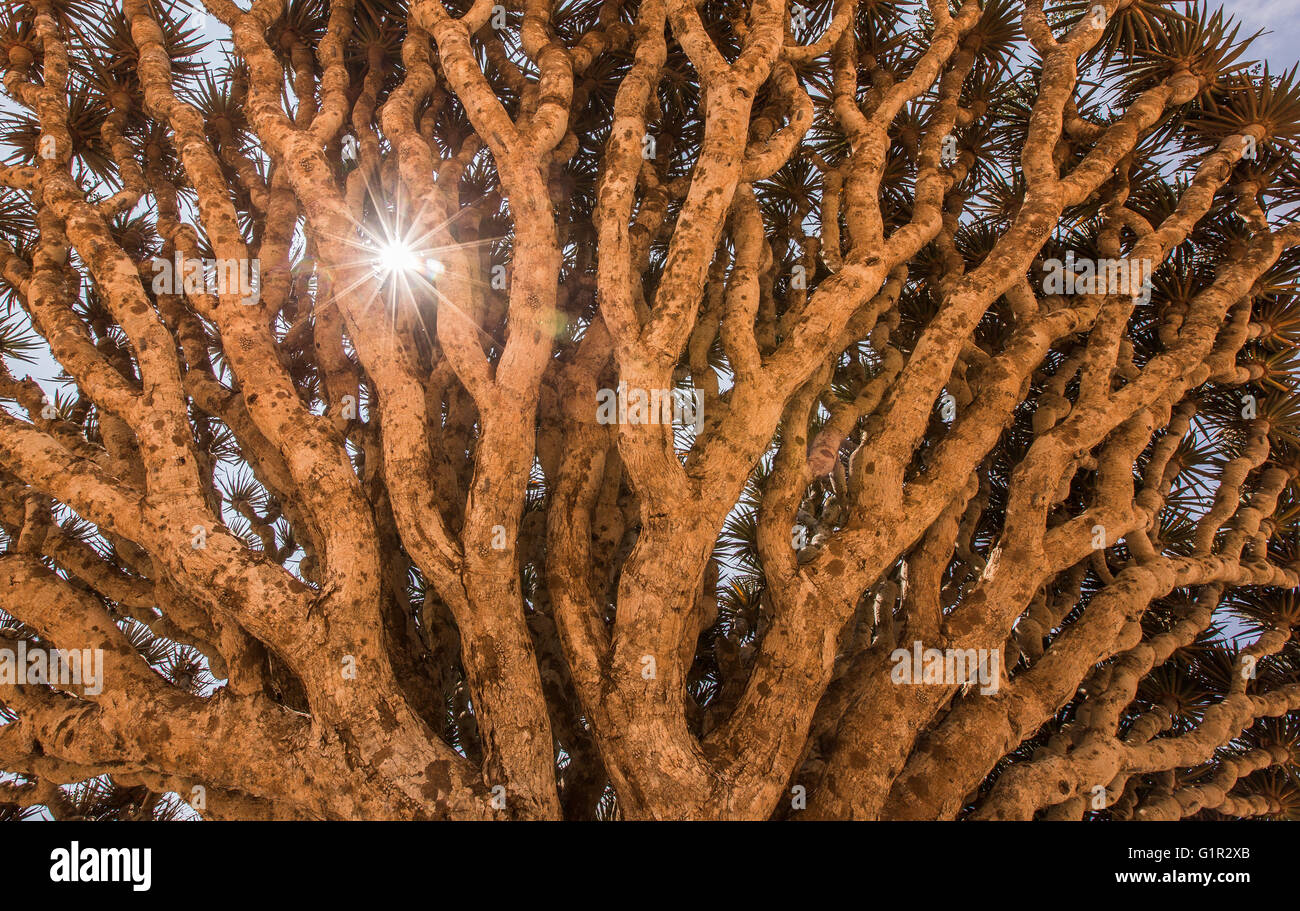 Draggon blood tree in Socotra island in Yemen Stock Photo - Alamy
