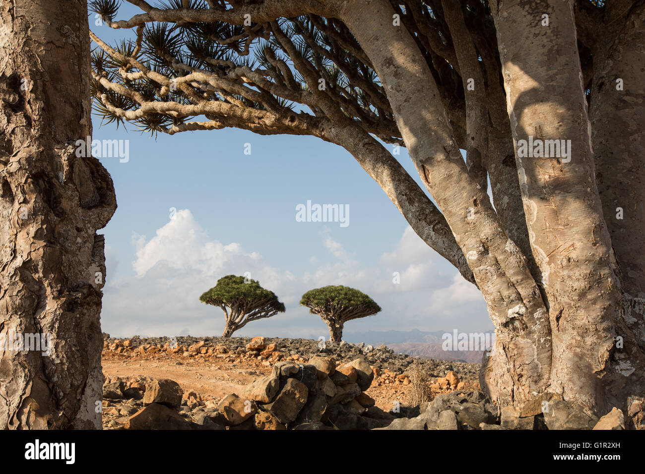 Draggon blood tree in Socotra island in Yemen Stock Photo - Alamy