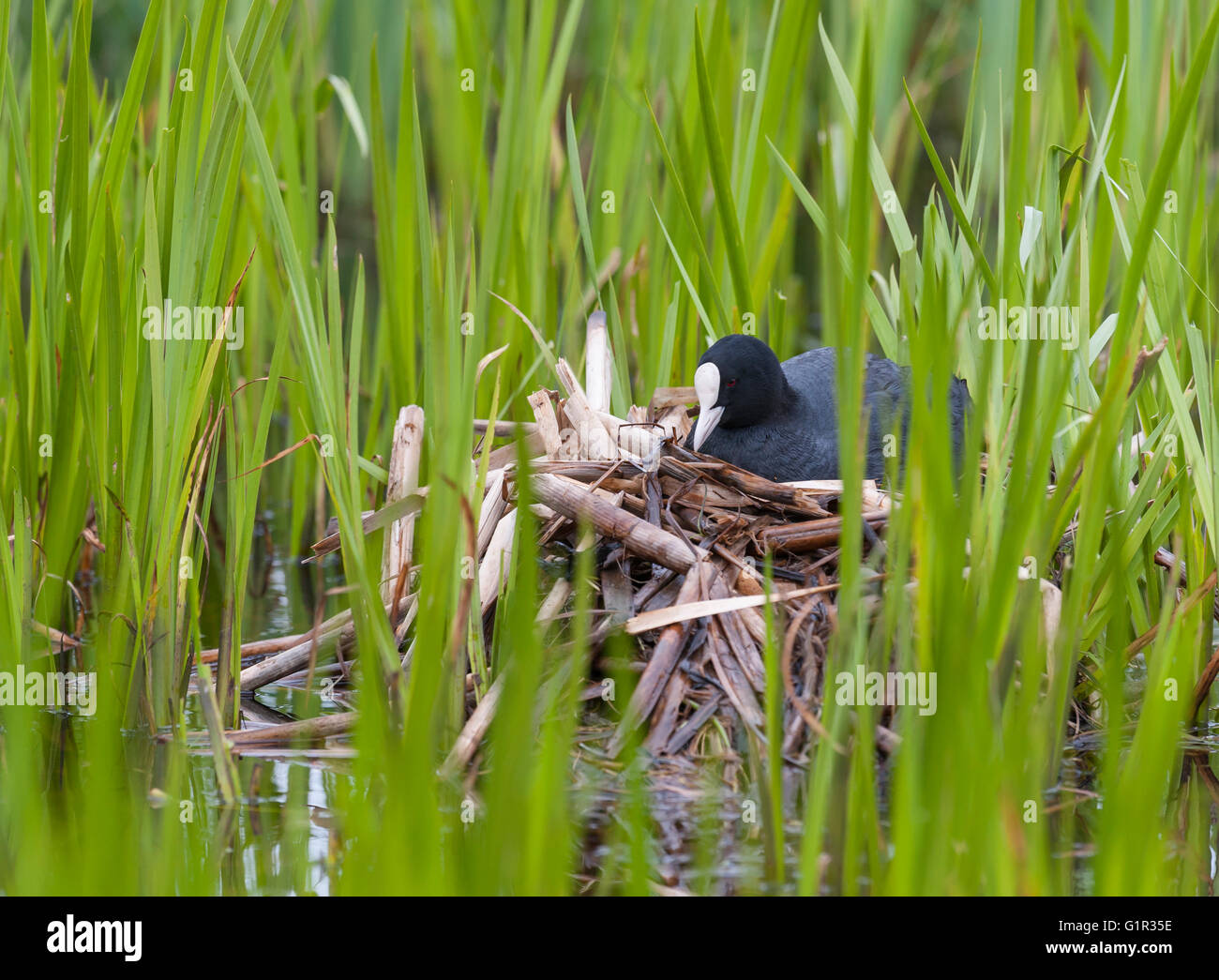 Coot reed nest hi-res stock photography and images - Alamy