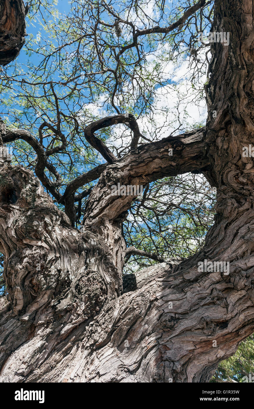 Taxodium mucronatum hi-res stock photography and images - Alamy