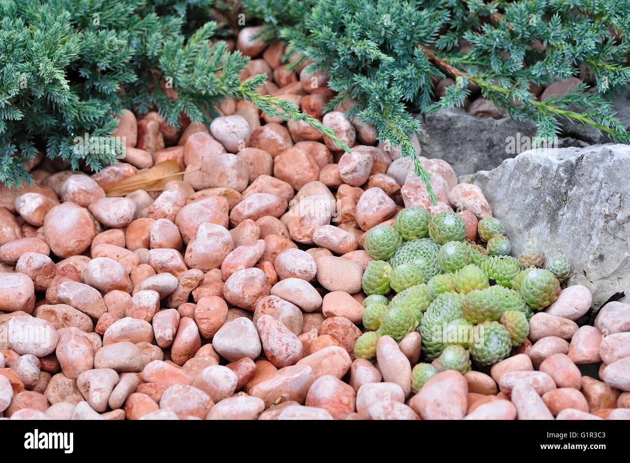 Red pebbles and plants in rockery Stock Photo - Alamy