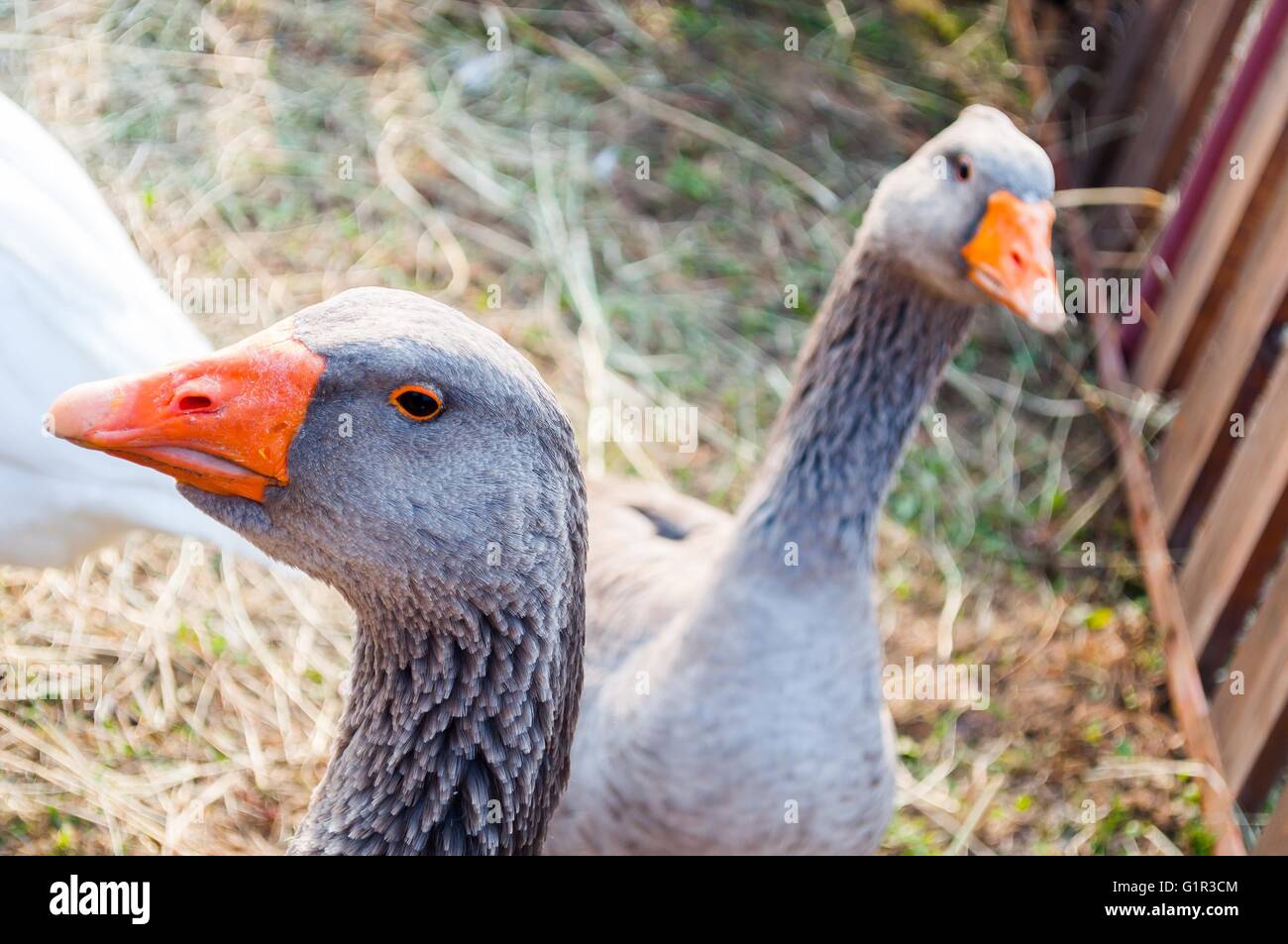 Two gray geese looking into camera Stock Photo - Alamy