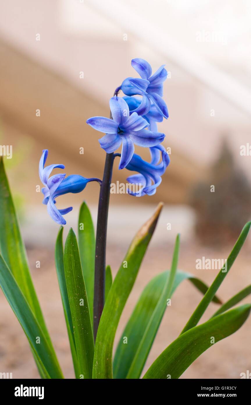 Close detail of beautiful blue hyacinth (Hyacinthus orientalis) bloomed ...
