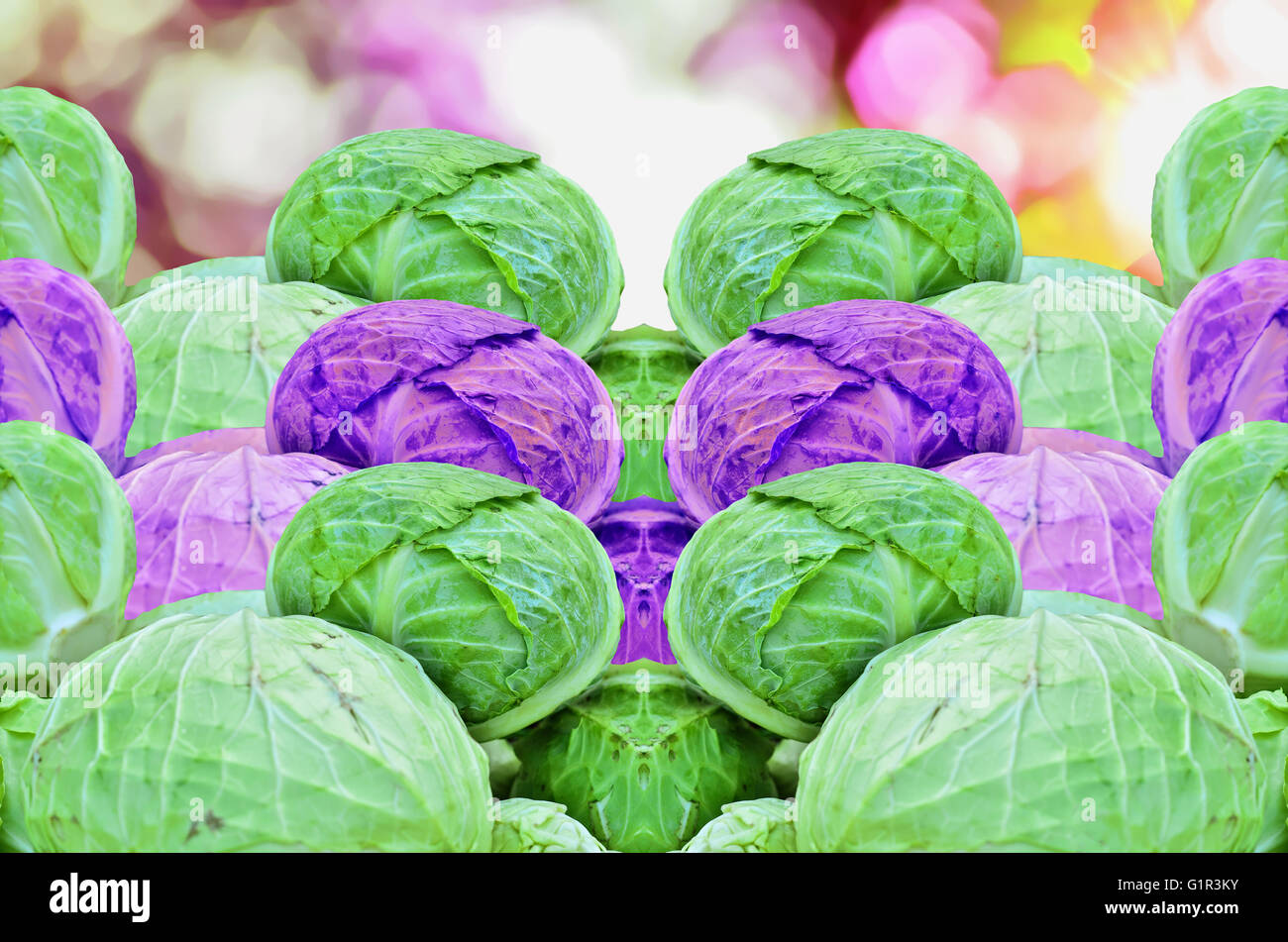 Group many color Cabbages on nature background Stock Photo - Alamy