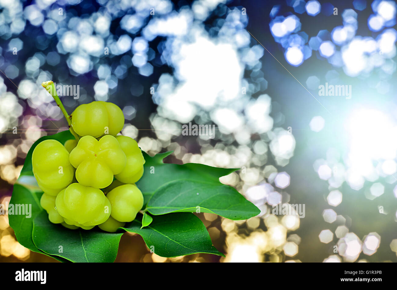 Star gooseberry and leaves on nature background Stock Photo - Alamy