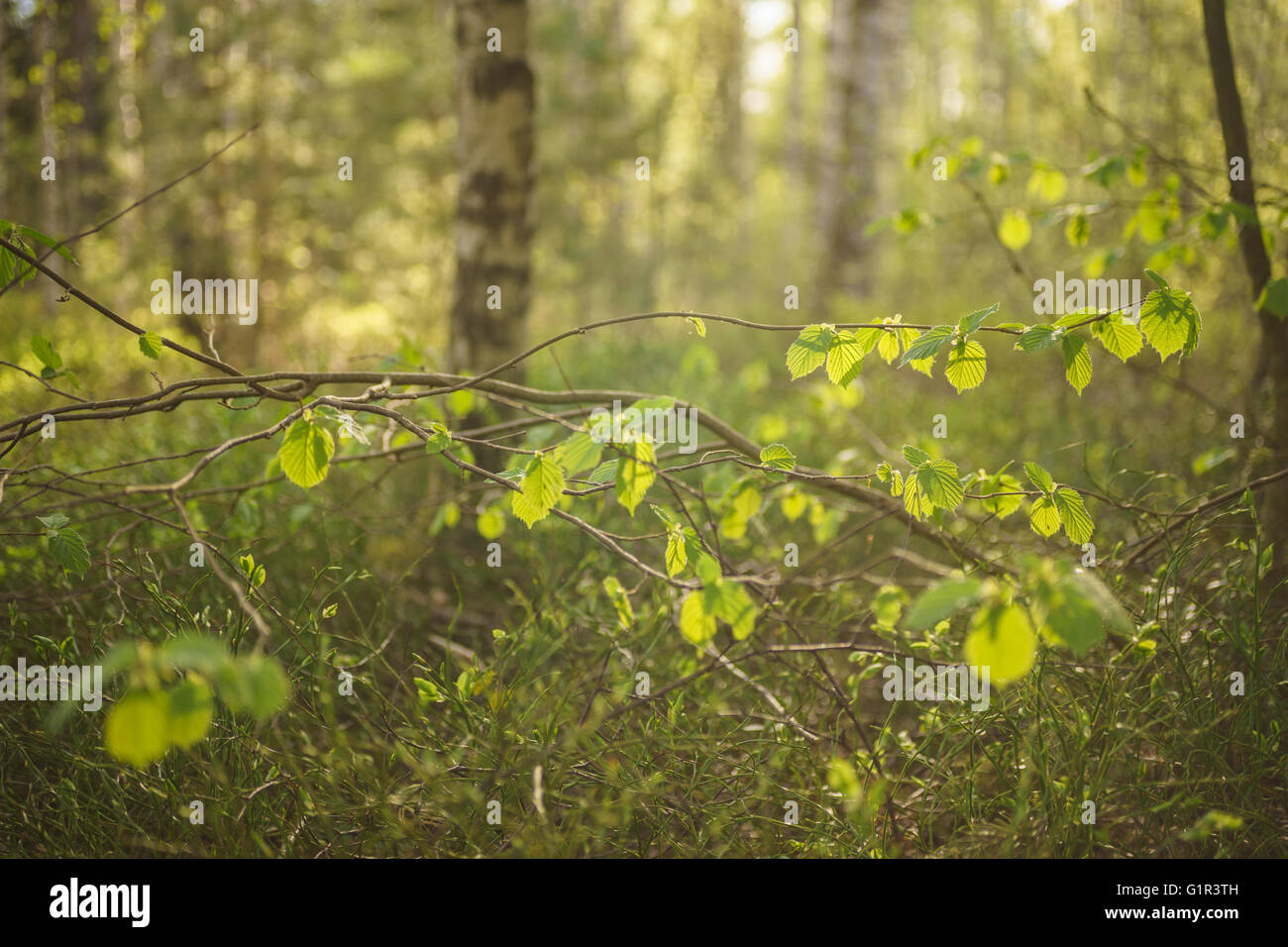 Elm tree leaves hi-res stock photography and images - Alamy