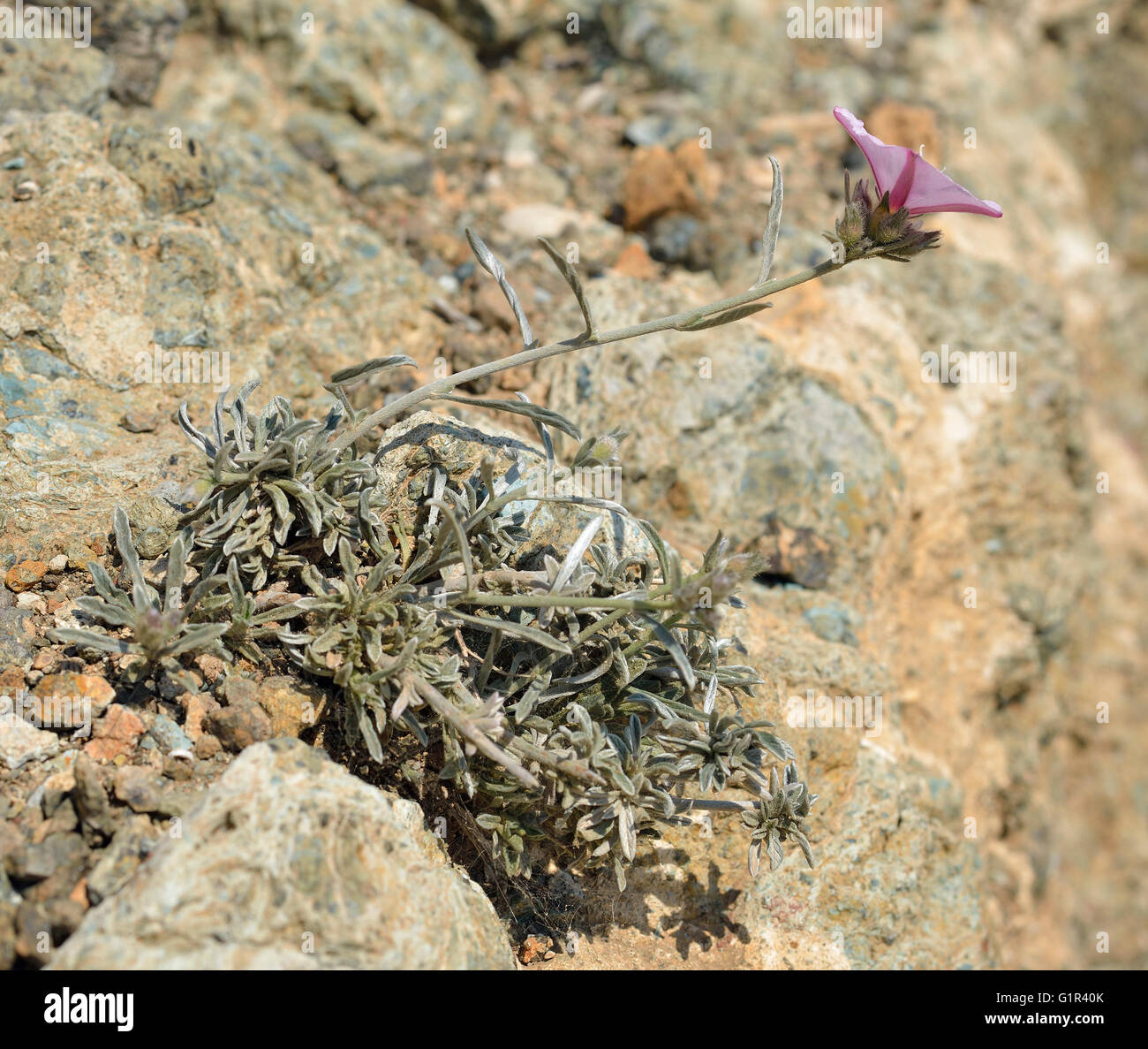 Convolvulus oleifolius Bindweed Plant on dry rock Stock Photo - Alamy