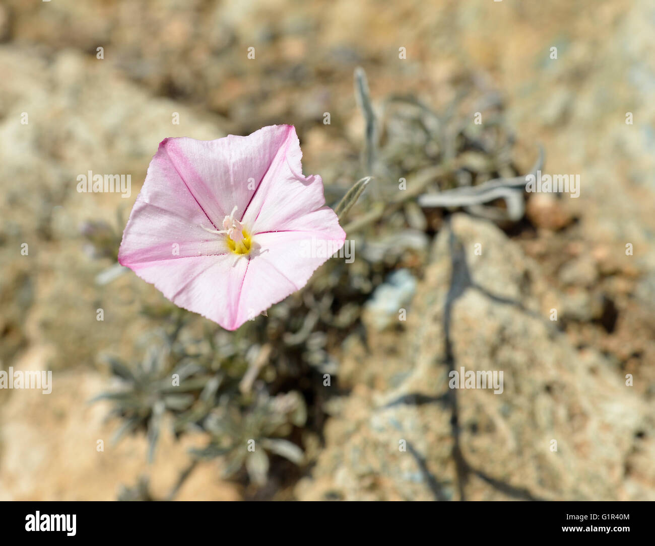 Pink convolvulus hi-res stock photography and images - Alamy