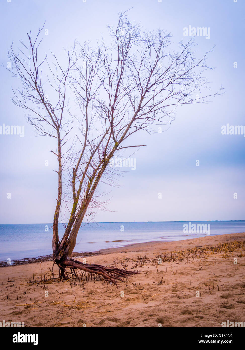 Lonley tree in the beach in autumn Stock Photo - Alamy