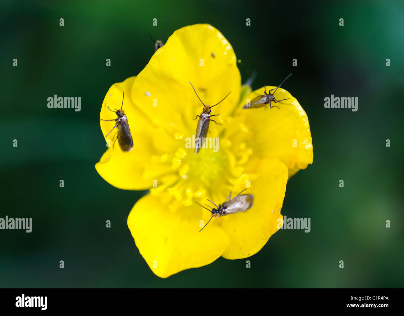 Micropterix calthella moths on buttercup. Tiny moths in the family ...