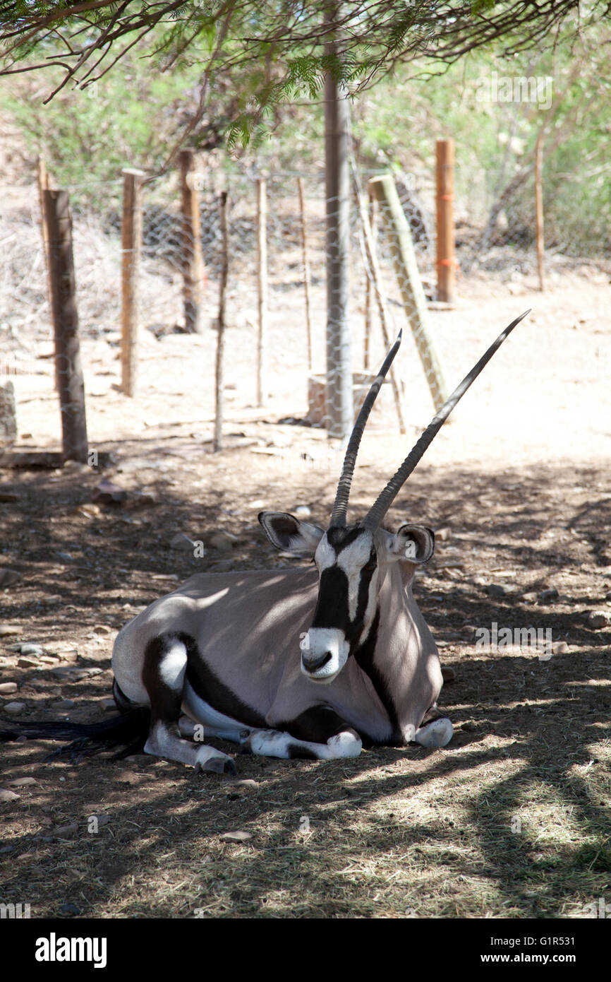 Antelope in enclosure hi-res stock photography and images - Alamy