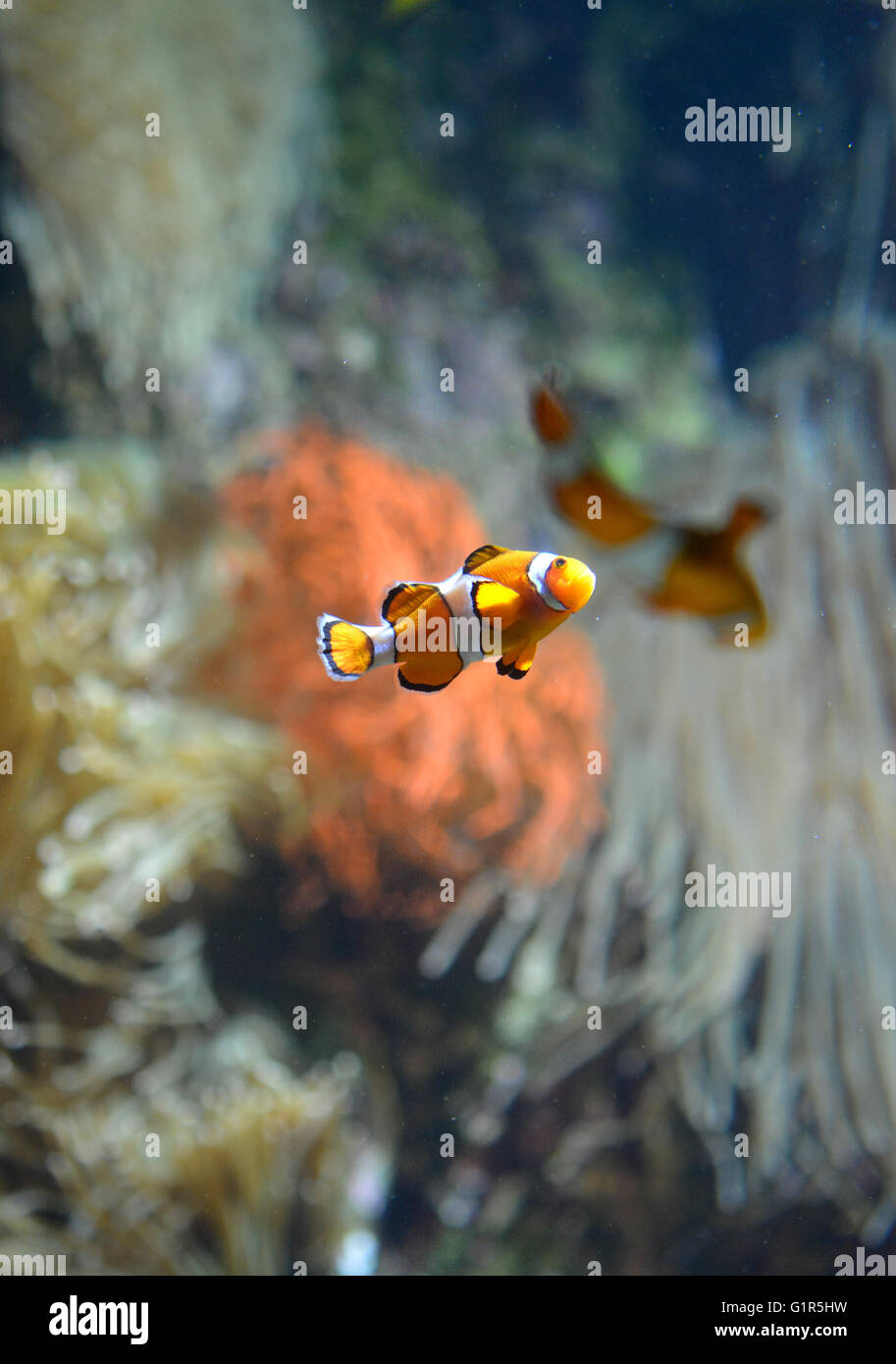 A single clown fish in an aquarium Stock Photo - Alamy