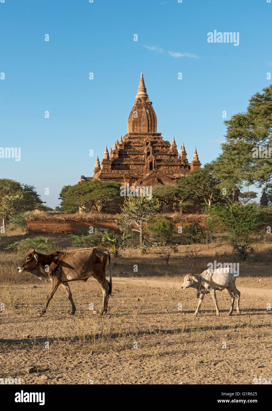Cattle amongst Bagan temple, Burma - Myanmar Stock Photo - Alamy