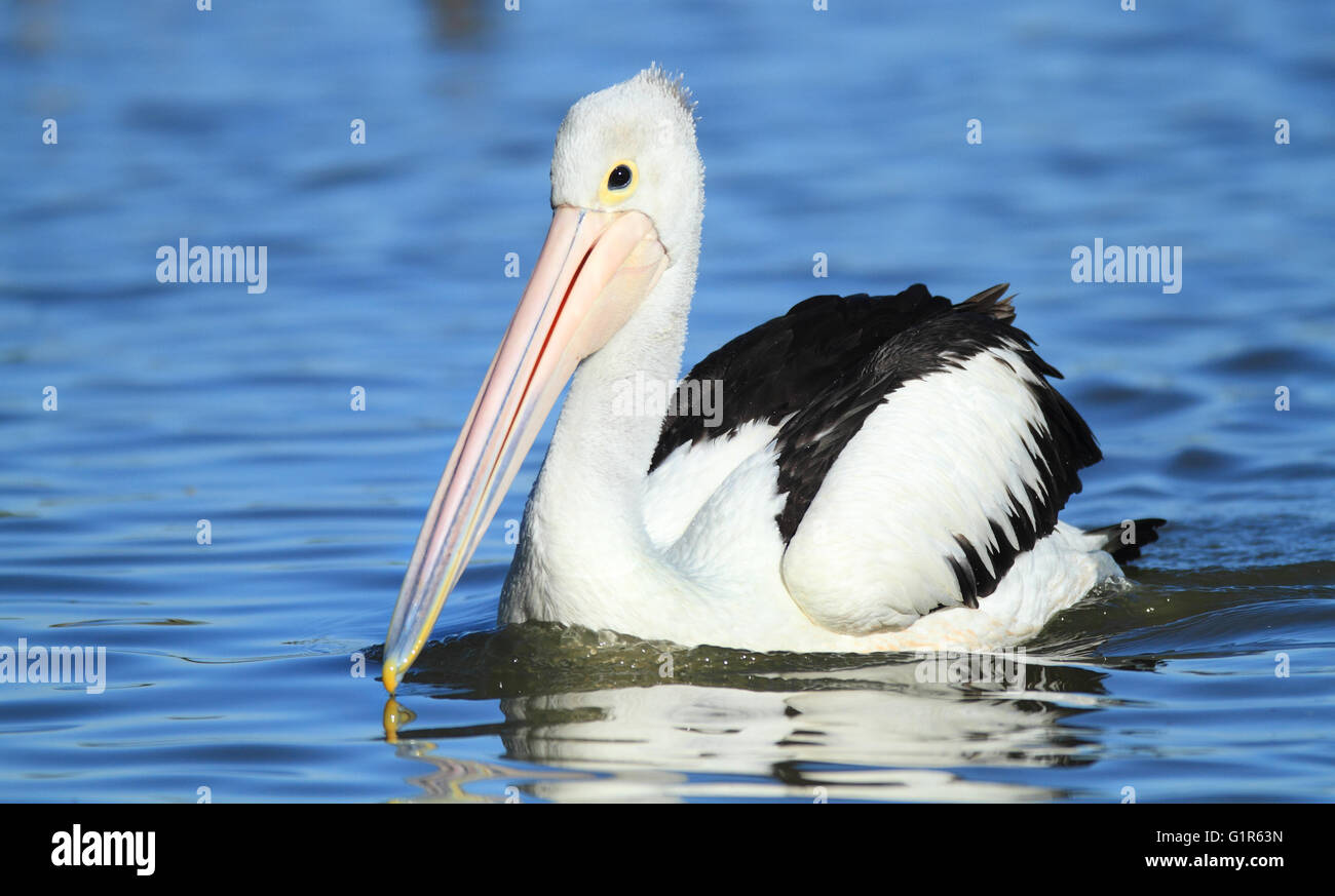 An Australian Pelican - Pelecanus conspicillatus - swimming in a fresh ...