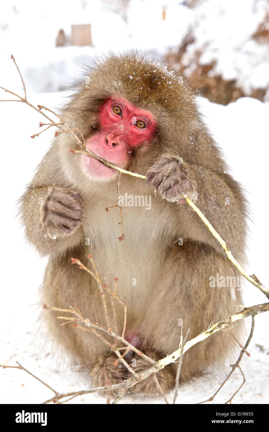 Japanese snow monkey monkeys hot bath Macaque Stock Photo - Alamy