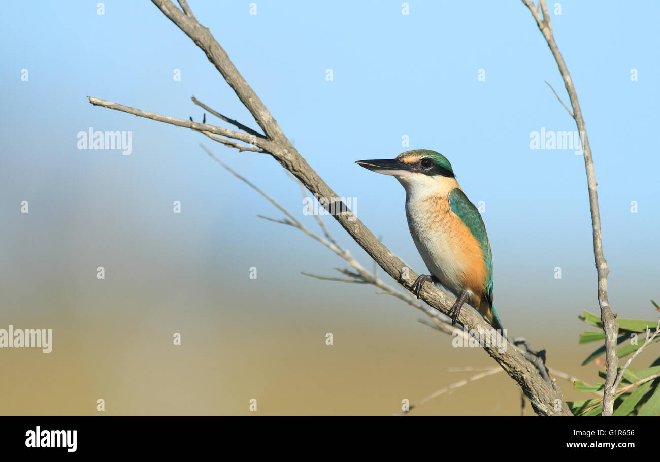 A Sacred Kingfisher, Todiramphus sanctus, sitting on a small branch ...