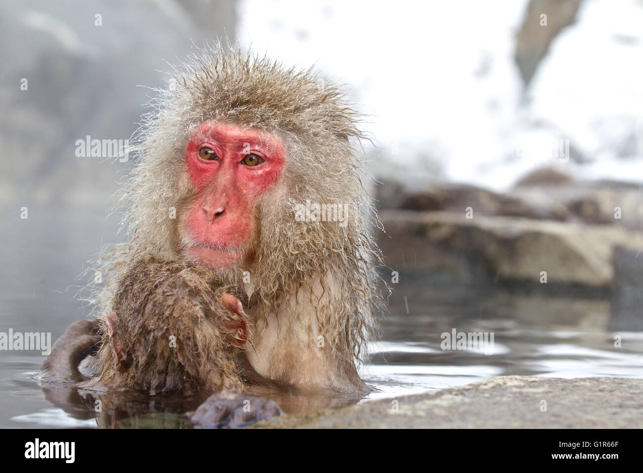 Monkey bath hi-res stock photography and images - Alamy
