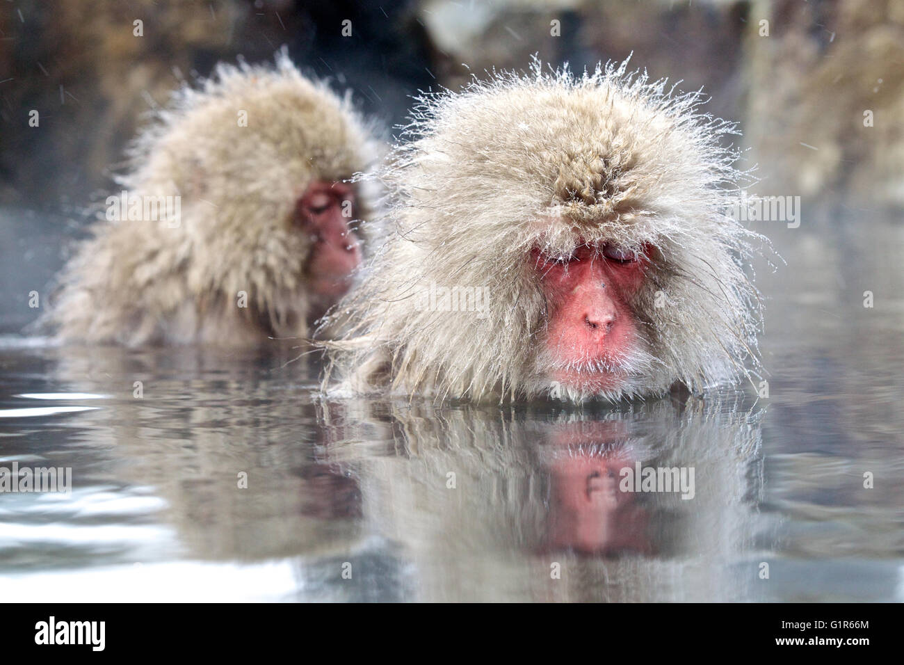 Bath macaque hi-res stock photography and images - Alamy