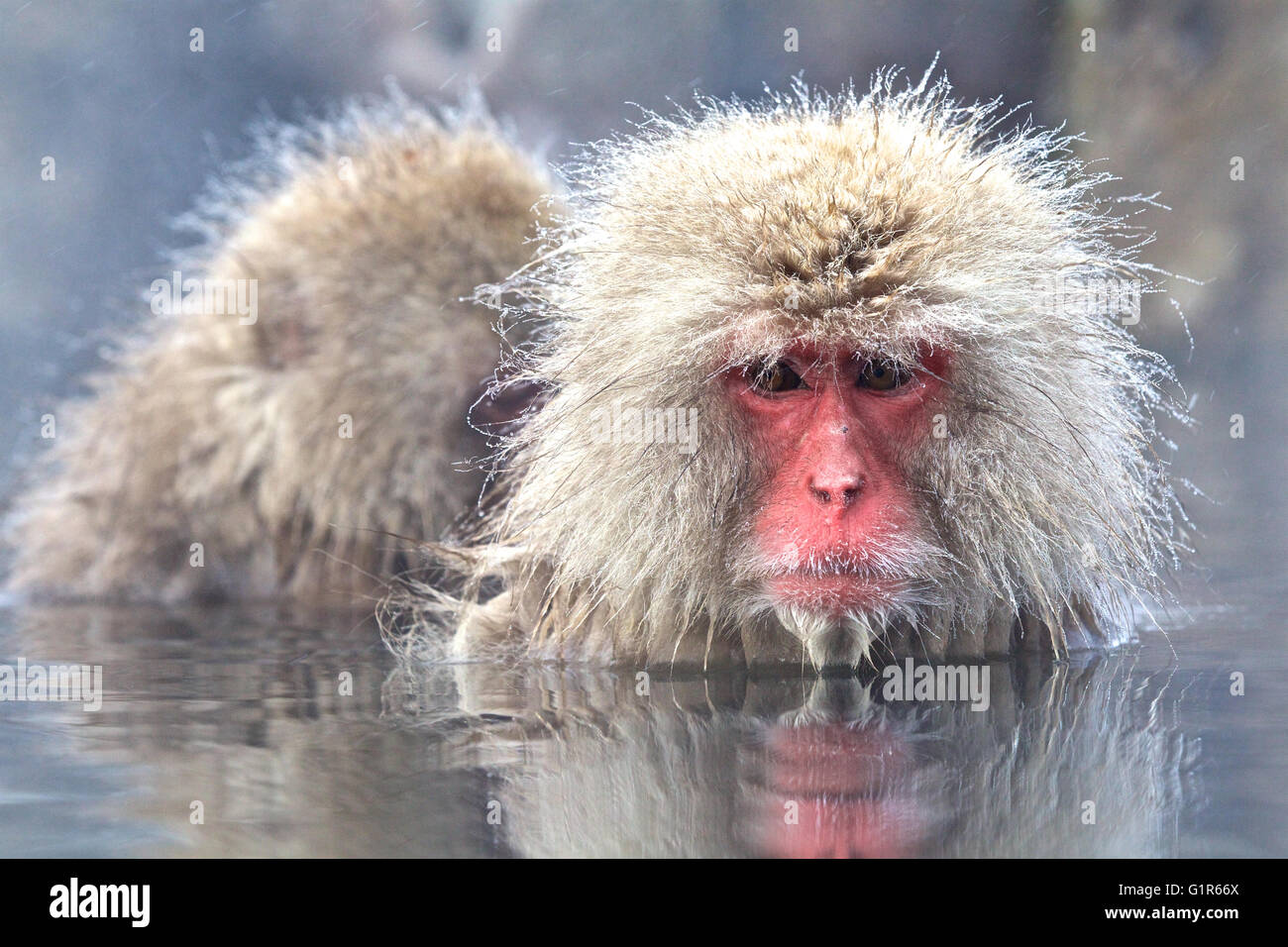Japanese snow monkey monkeys hot bath Macaque Stock Photo - Alamy