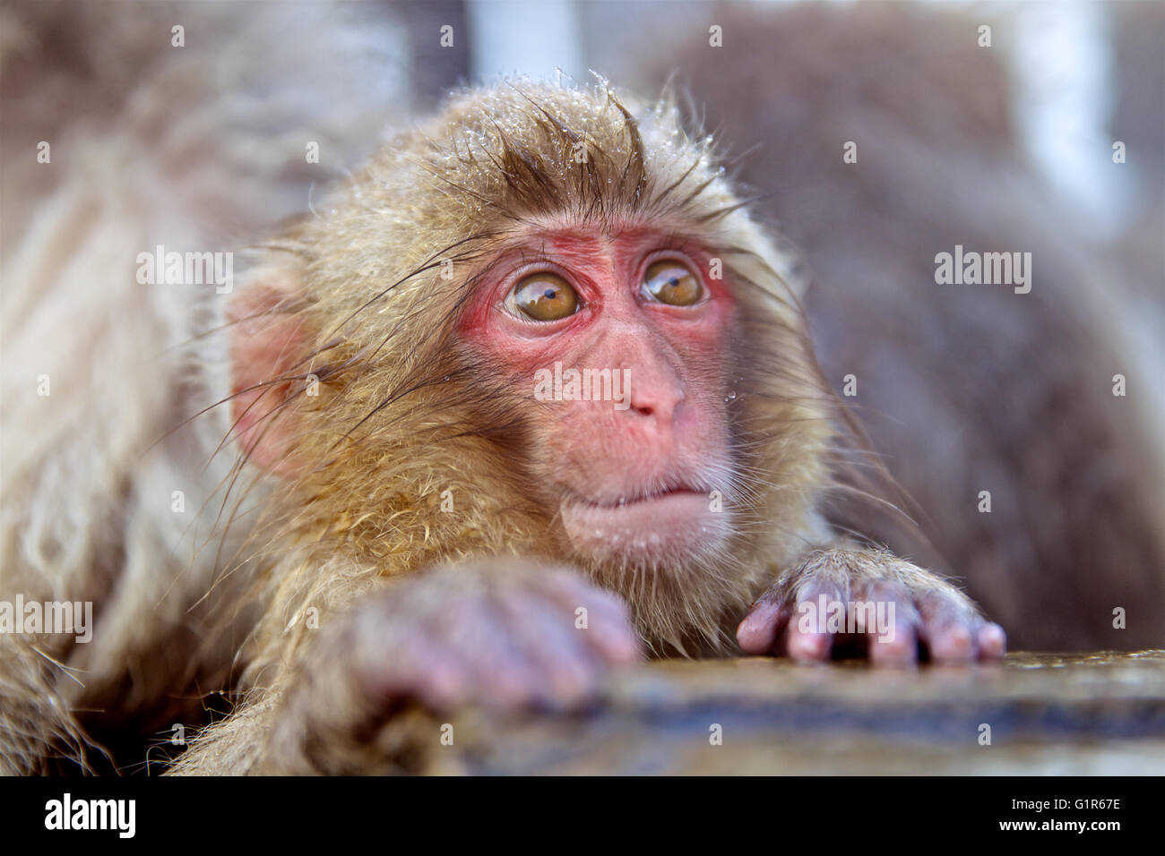 Japanese snow monkey monkey hot steam bath Macaque monkeys Stock Photo ...