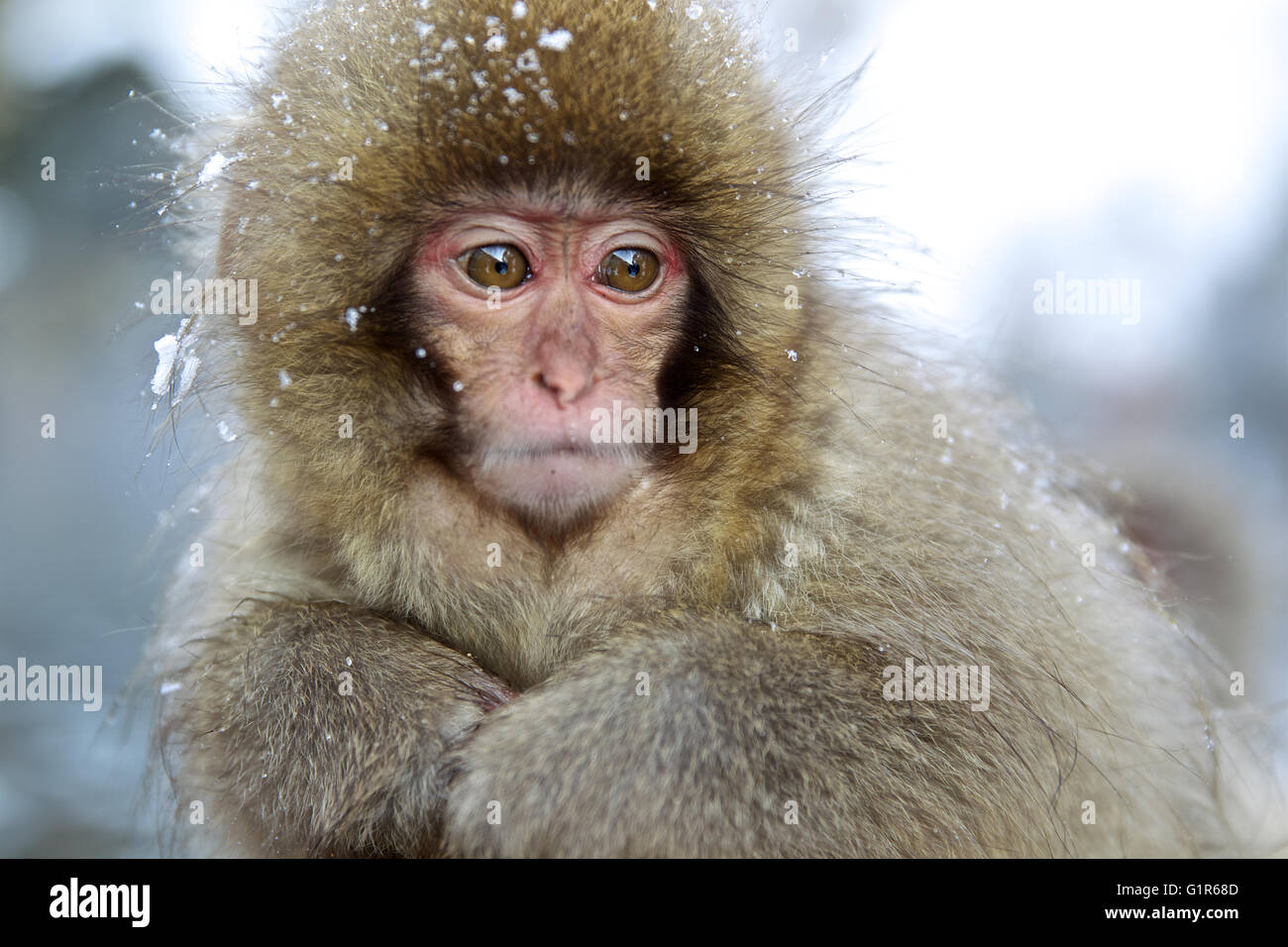 Japanese snow monkey monkey hot steam bath Macaque monkeys Stock Photo - Alamy