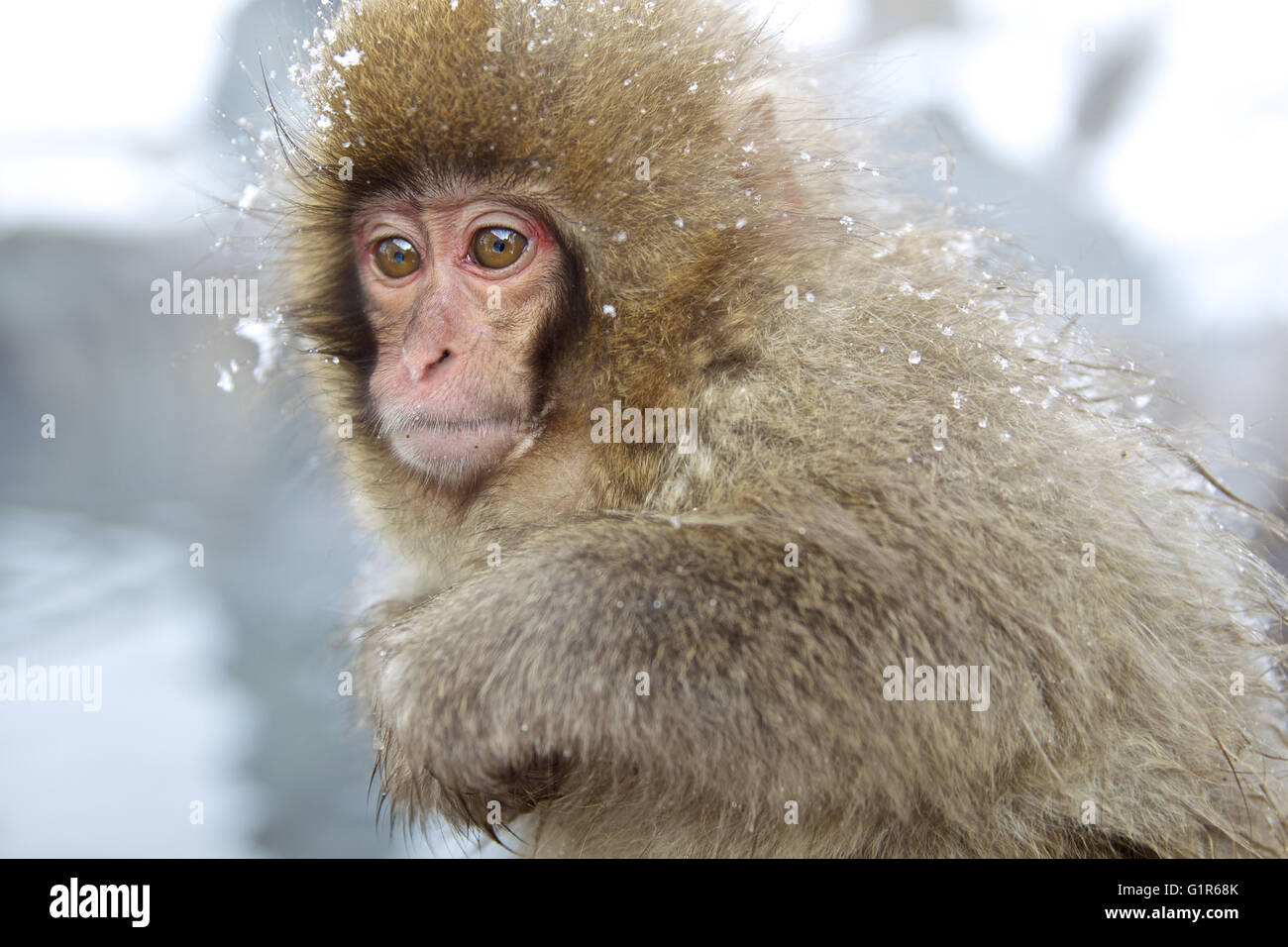 Japanese snow monkey monkey hot steam bath Macaque monkeys Stock Photo - Alamy