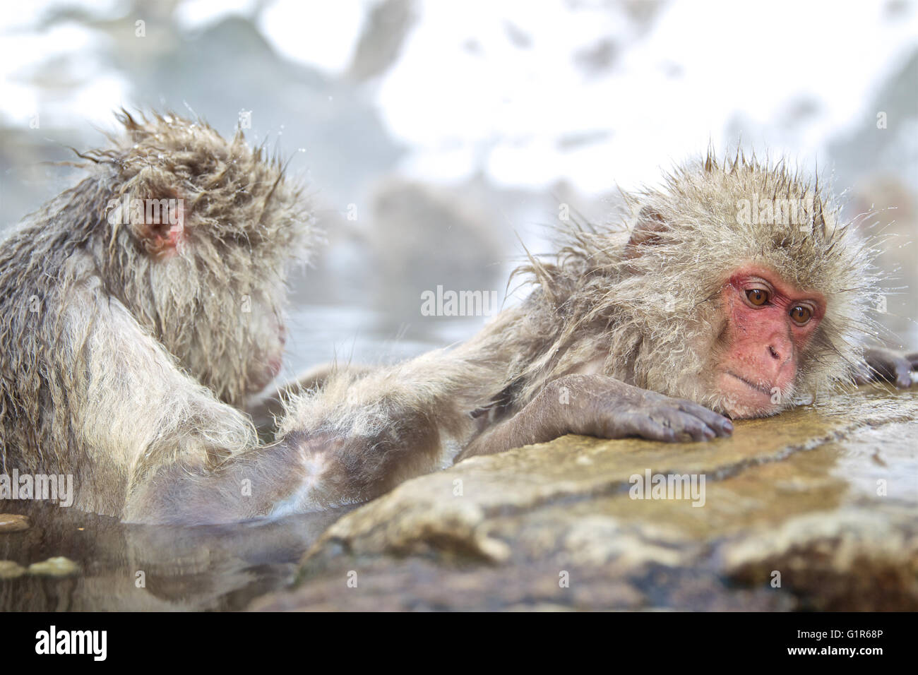 Japanese snow monkey monkey hot steam bath Macaque monkeys Stock Photo ...