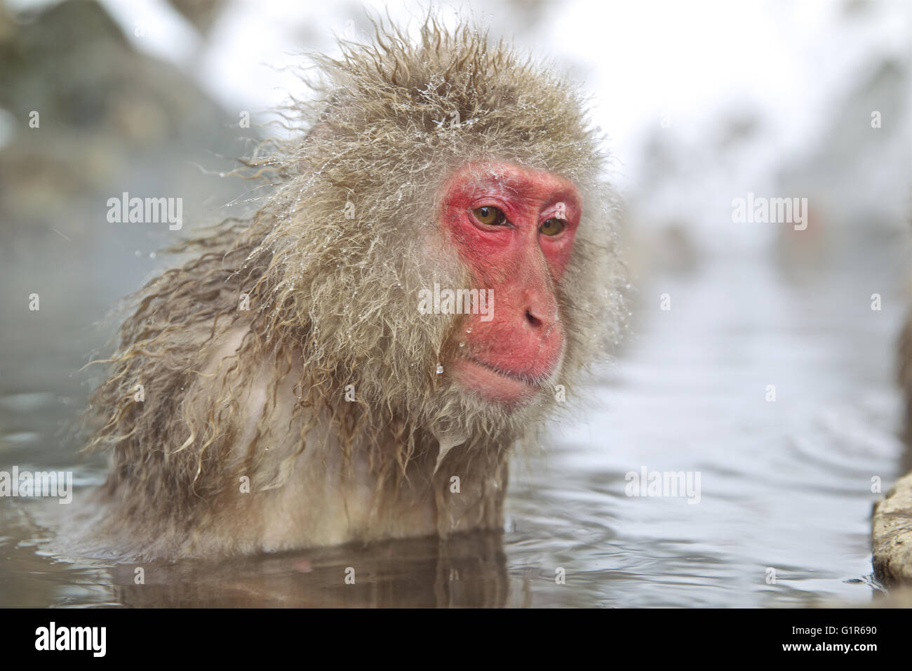 Japanese snow monkey monkey hot steam bath Macaque monkeys Stock Photo - Alamy