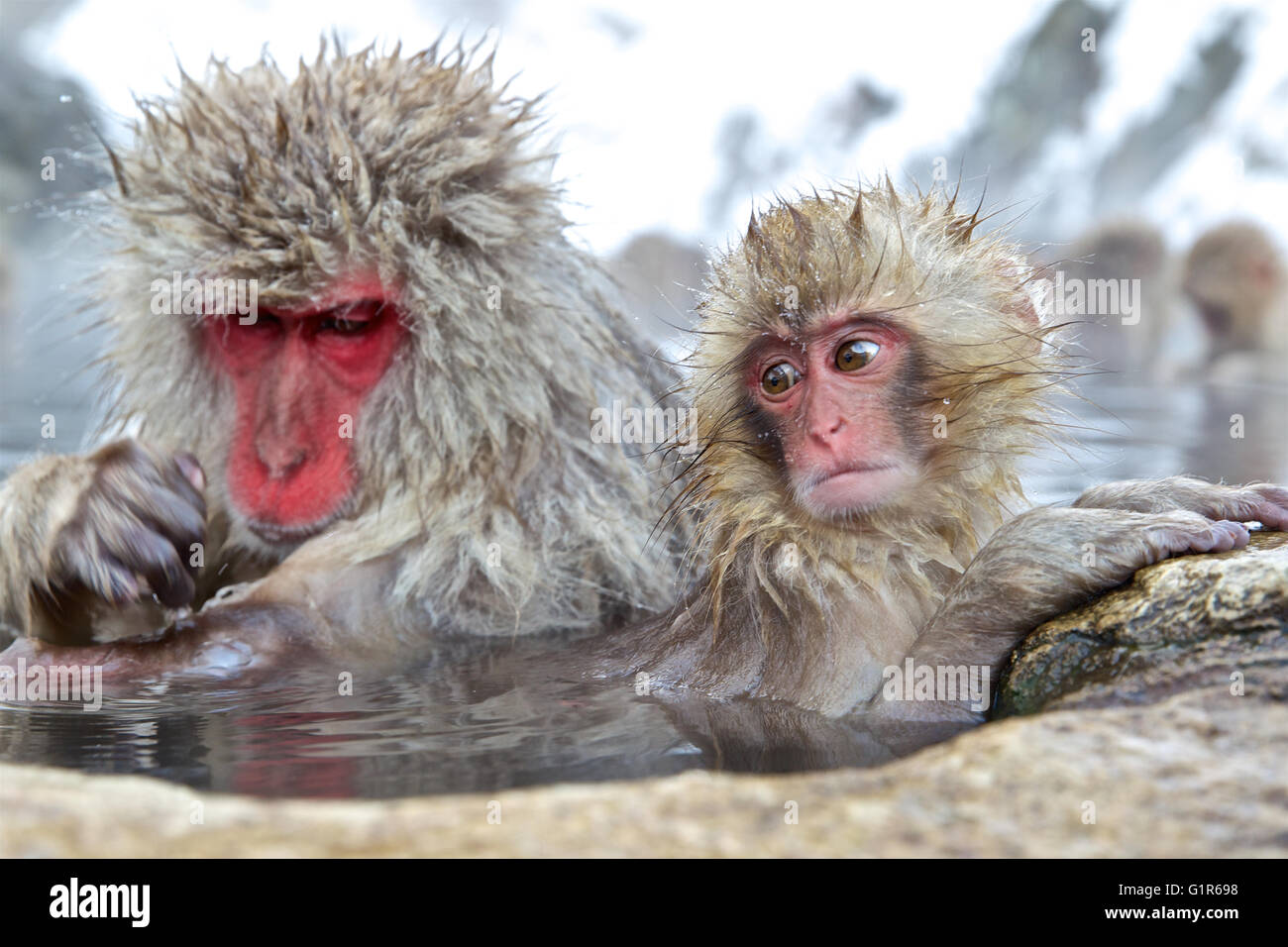 Japanese snow monkey monkey hot steam bath Macaque monkeys Stock Photo - Alamy