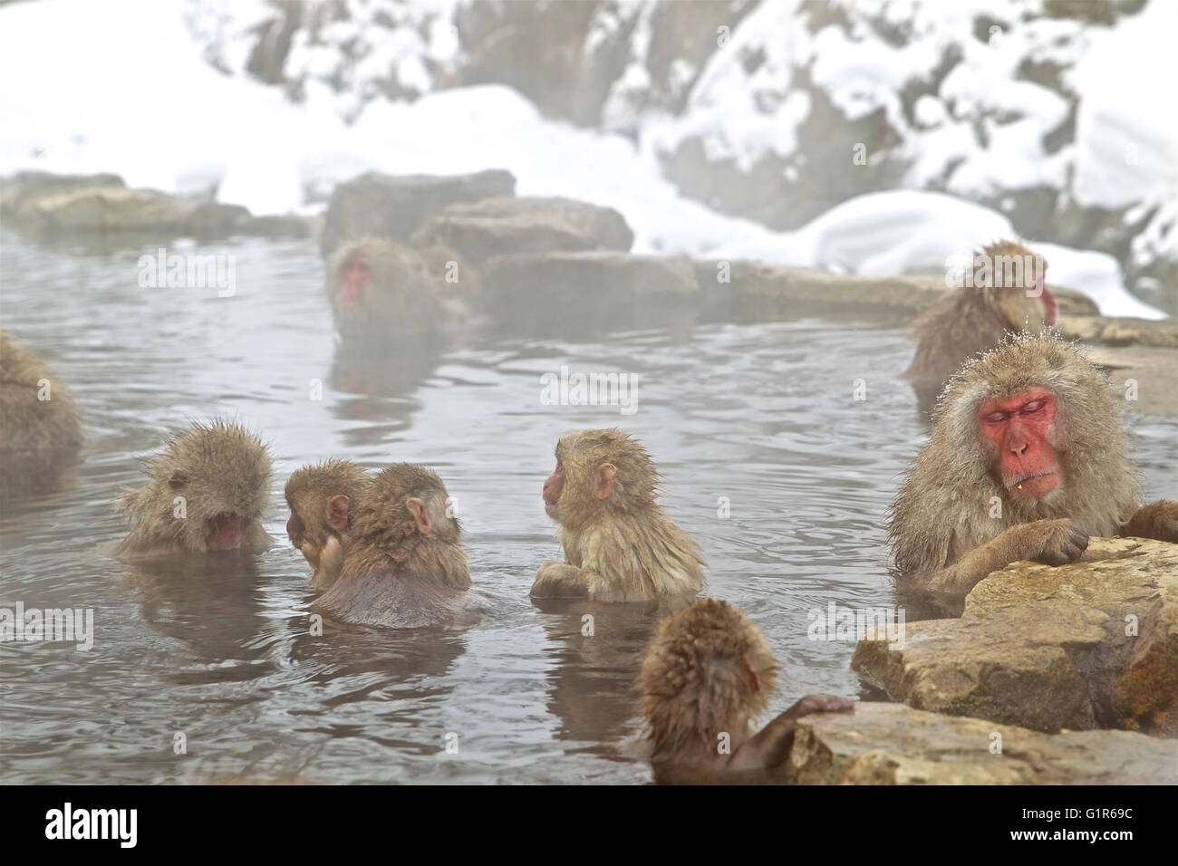 Japanese snow monkey monkey hot steam bath Macaque monkeys Stock Photo ...