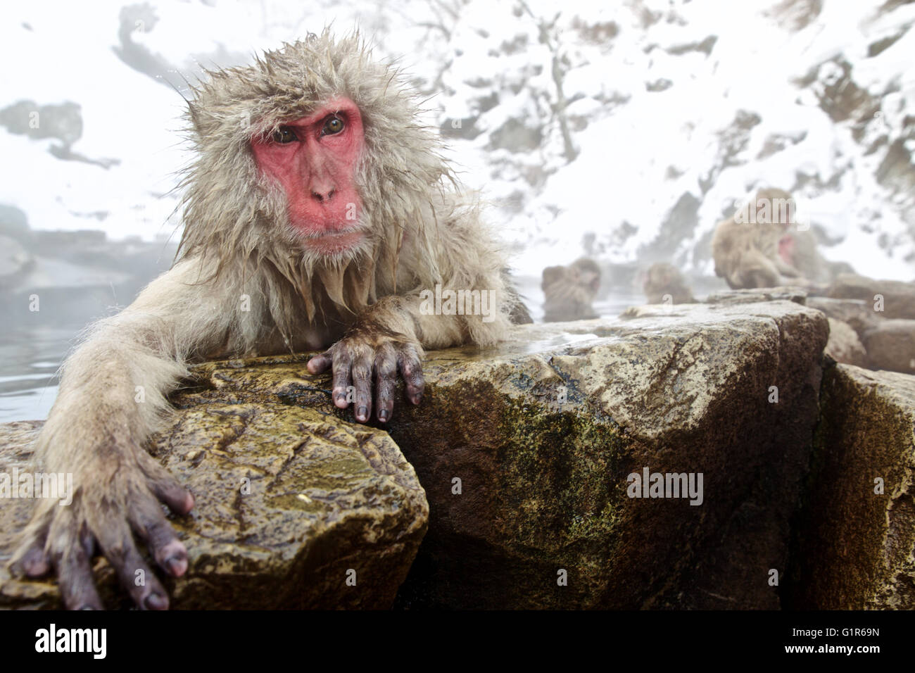 Japanese snow monkey monkey hot steam bath Macaque monkeys Stock Photo ...