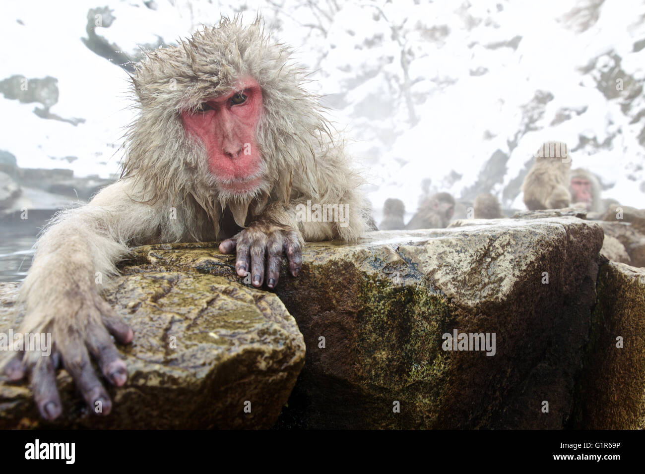 Japanese snow monkey monkey hot steam bath Macaque monkeys Stock Photo - Alamy