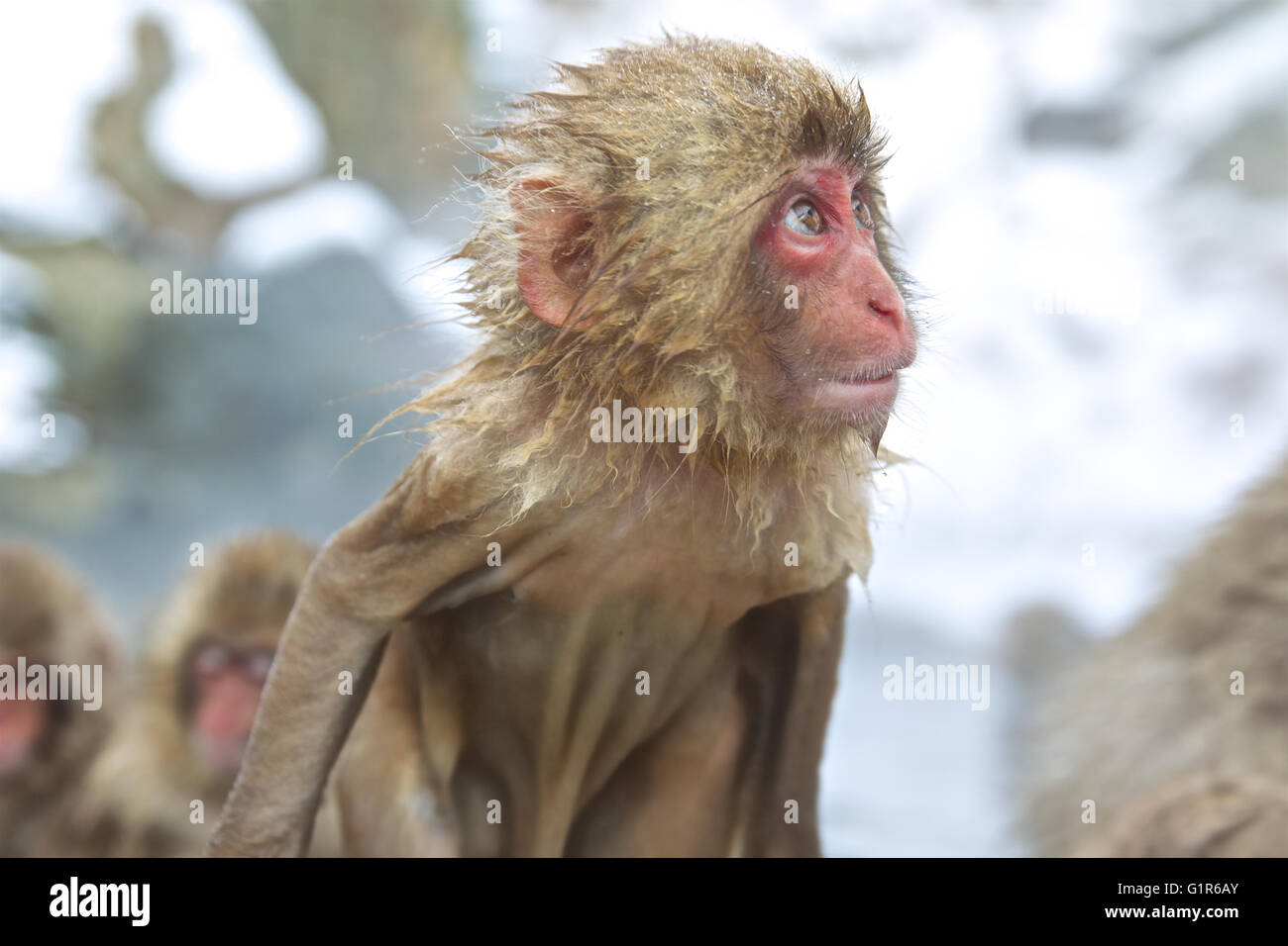 Japanese snow monkey monkey hot steam bath Macaque monkeys Stock Photo ...