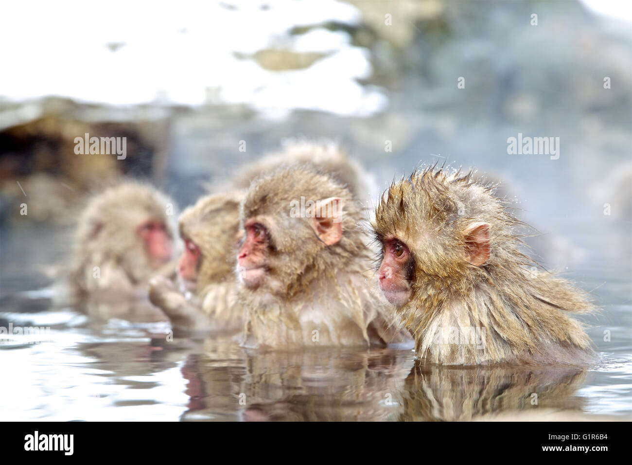Japanese snow monkey monkey hot steam bath Macaque monkeys Stock Photo ...