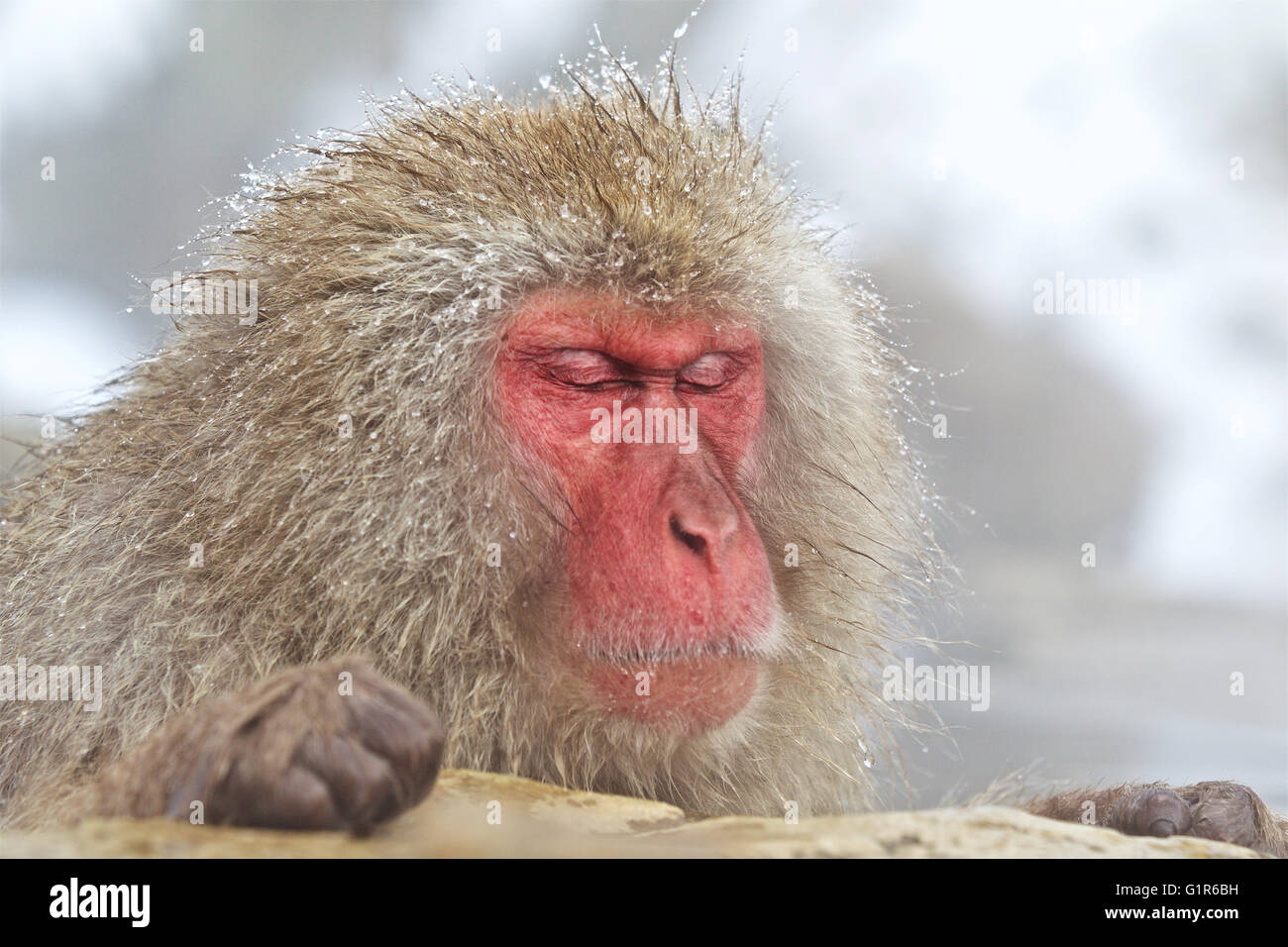 Steam bath japanese hi-res stock photography and images - Alamy