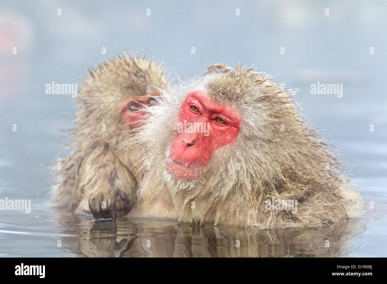Japanese snow monkey monkey hot steam bath Macaque monkeys Stock Photo ...