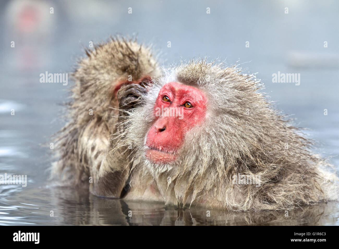 Japanese snow monkey monkey hot steam bath Macaque monkeys Stock Photo - Alamy