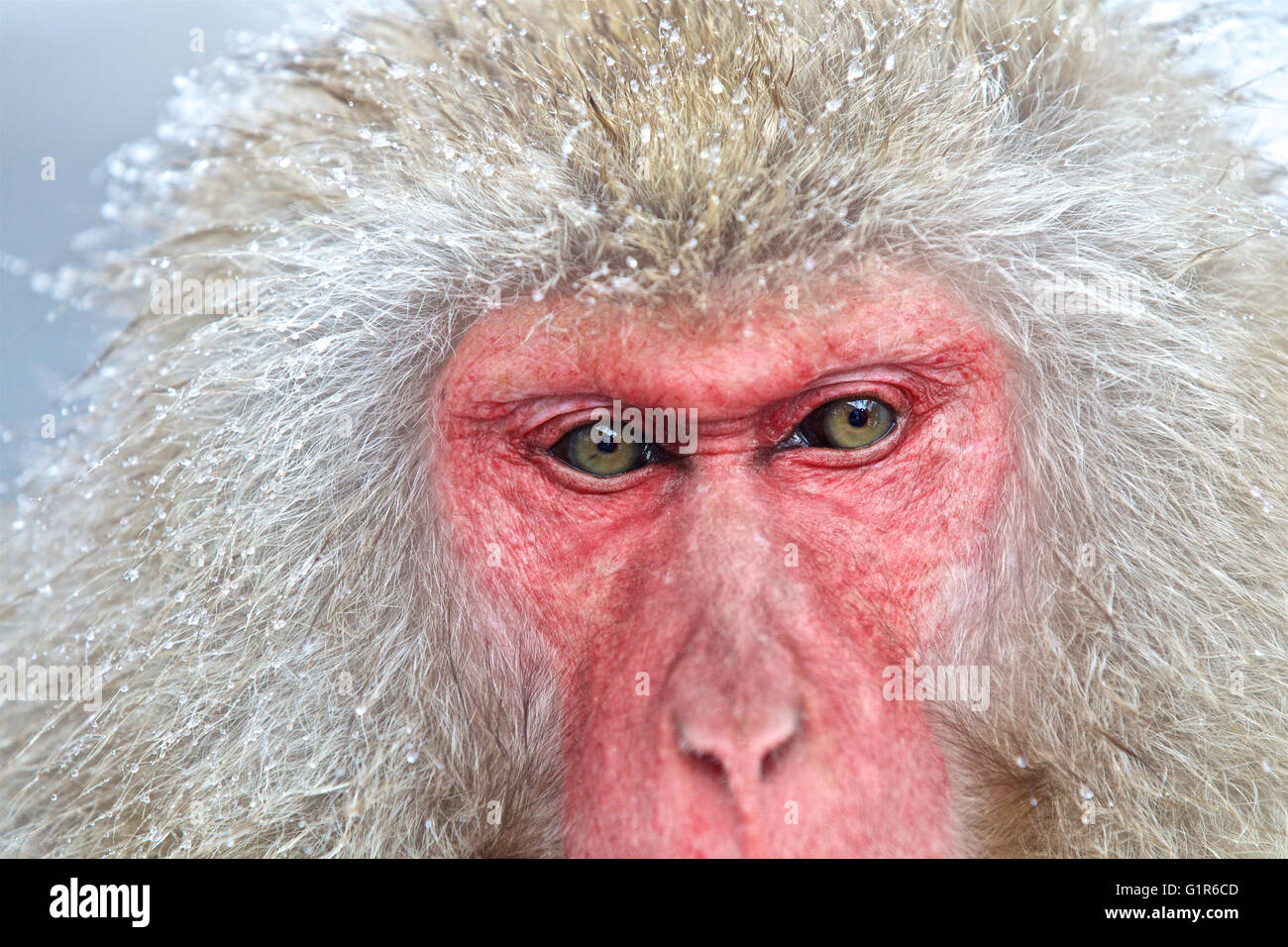 Japanese snow monkey monkey hot steam bath Macaque monkeys Stock Photo ...
