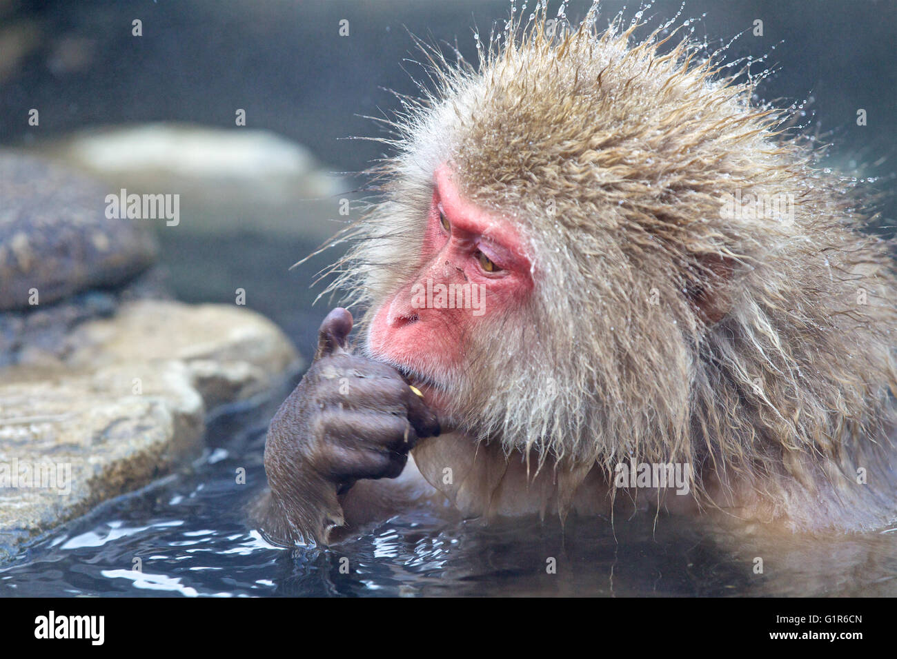 Japanese snow monkey monkey hot steam bath Macaque monkeys Stock Photo ...