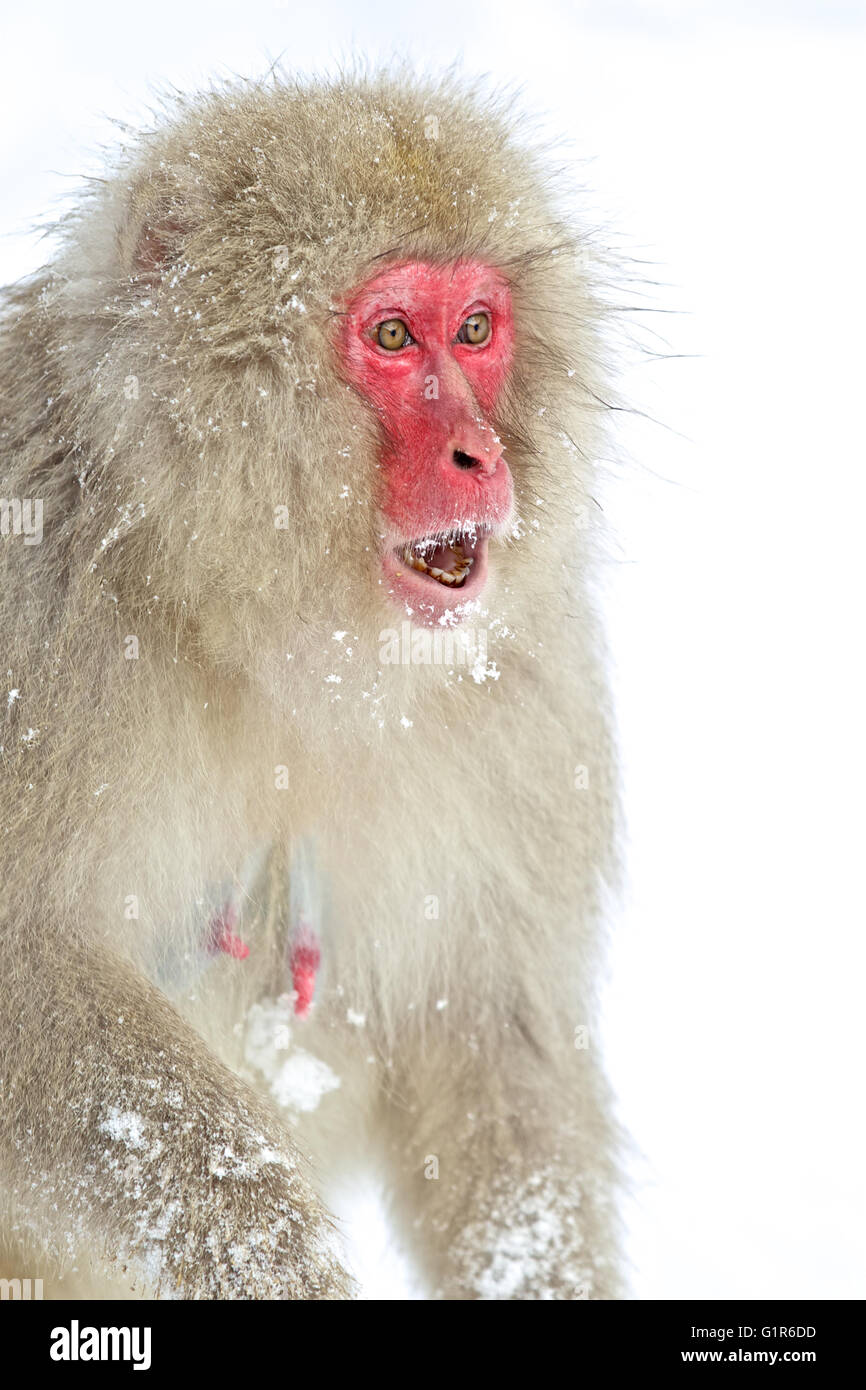 Japanese snow monkey monkey hot steam bath Macaque monkeys Stock Photo ...