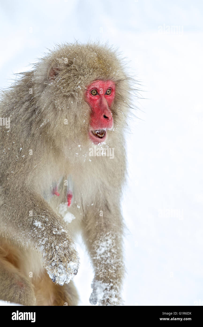 Japanese snow monkey monkey hot steam bath Macaque monkeys Stock Photo ...